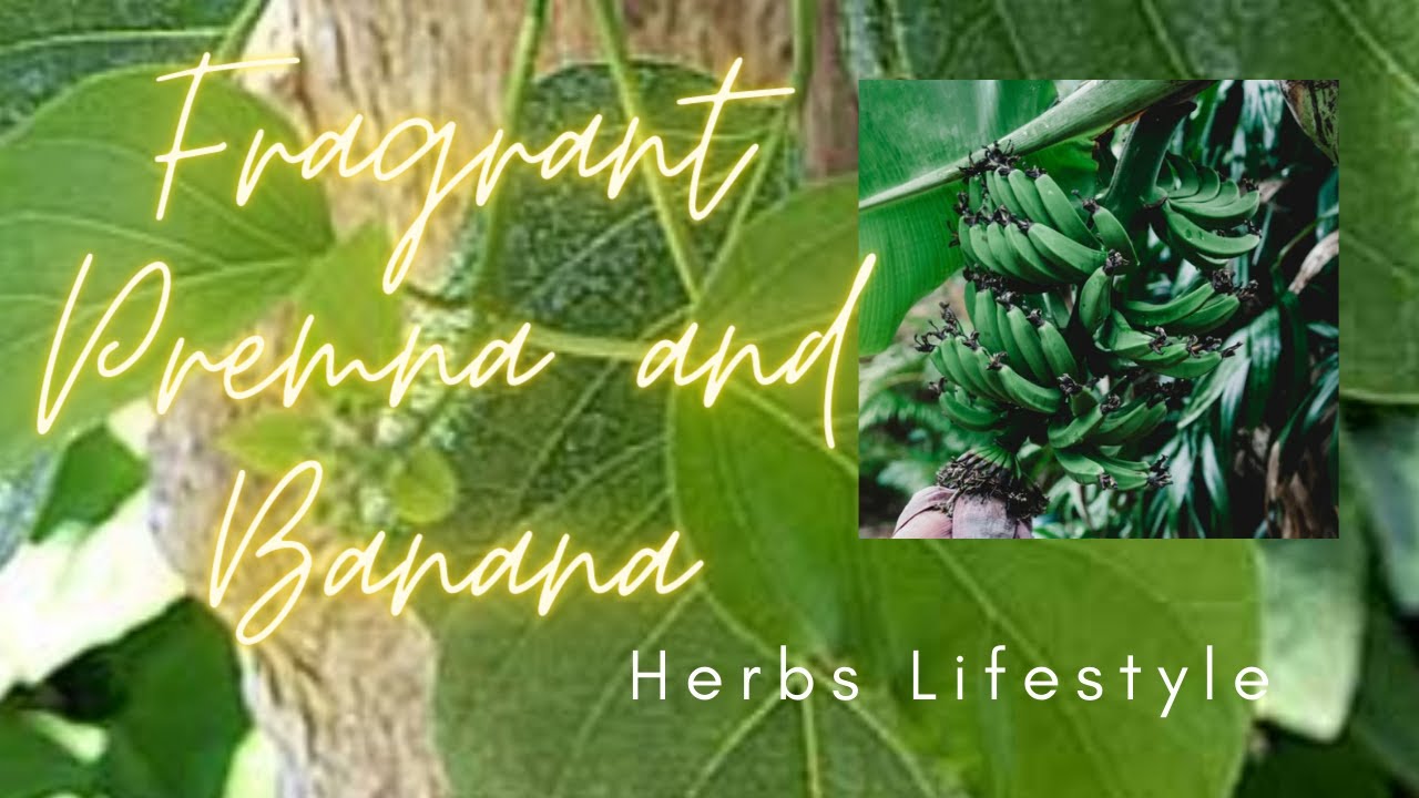 " FRAGRANT PREMNA AND BANANA " | Herbs Lifestyle - YouTube
