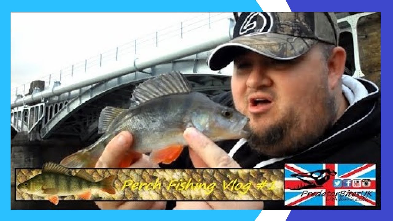 Vlog #1 - Perch Fishing On The River Thames (Live Baiting ...