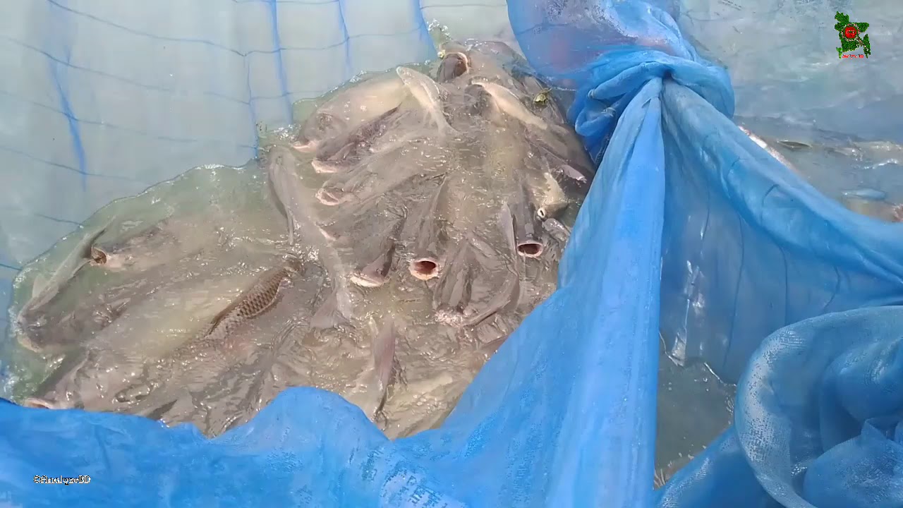 Best Big Cast Net Fishing | Catching Big Fish With Big Cast Net | Net ...