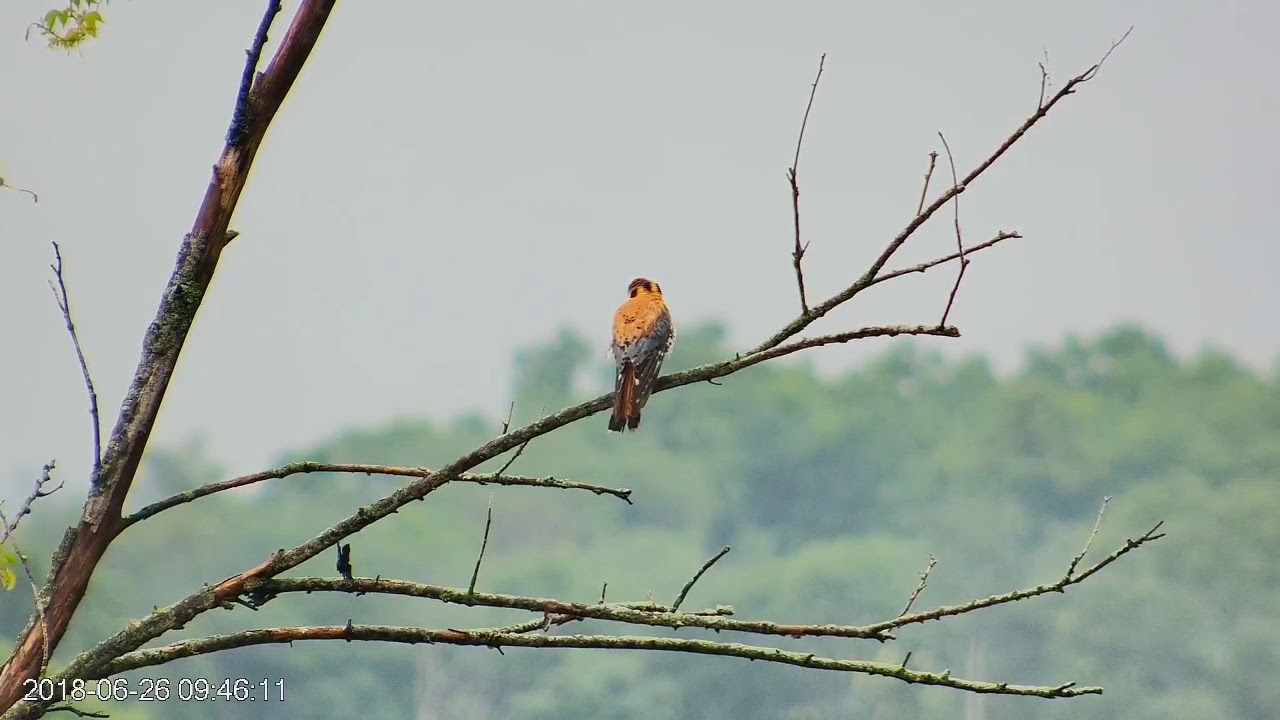 Male and Female Perch Together on Branch, June 26, 2018 | Wisconsin ...
