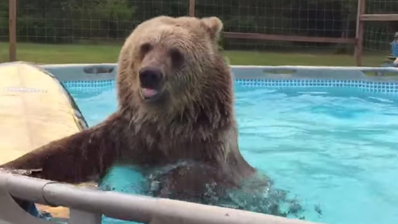 FUNNY Bears Swimming Sneak into Pools For some Fun - Cutest Having A ...