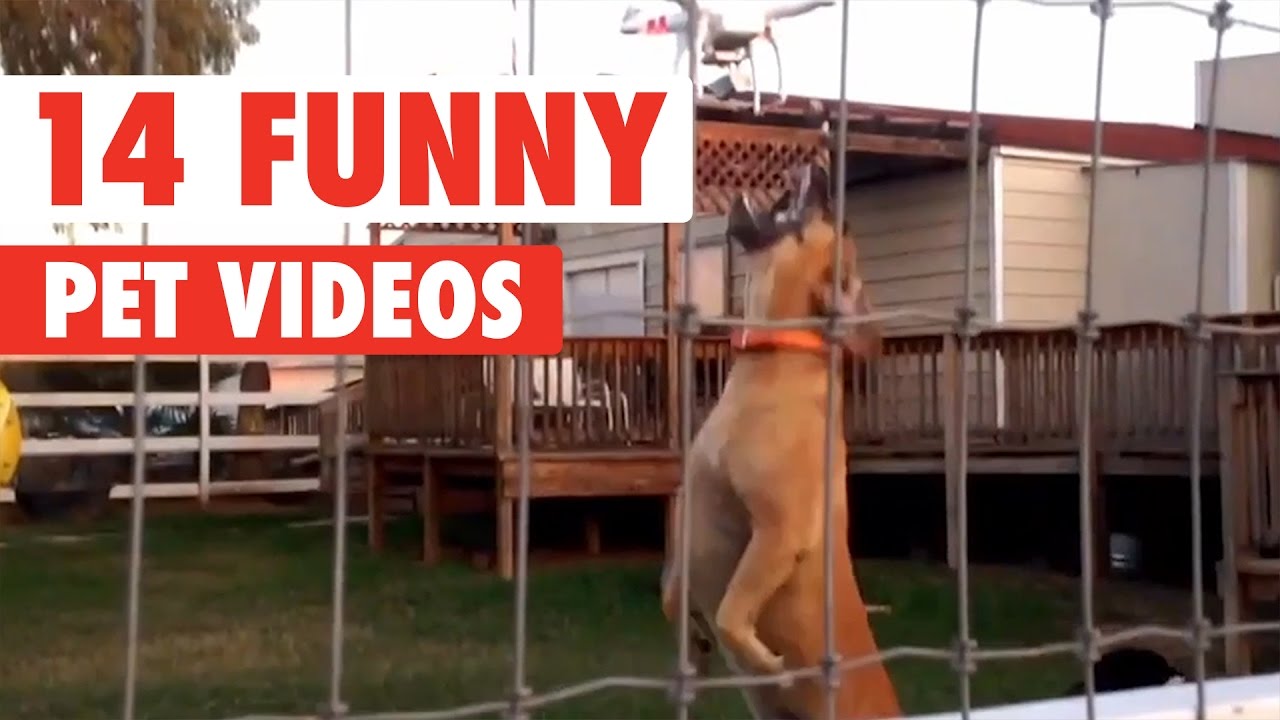 14 Funny Pet Videos Compilation 2016 - YouTube
