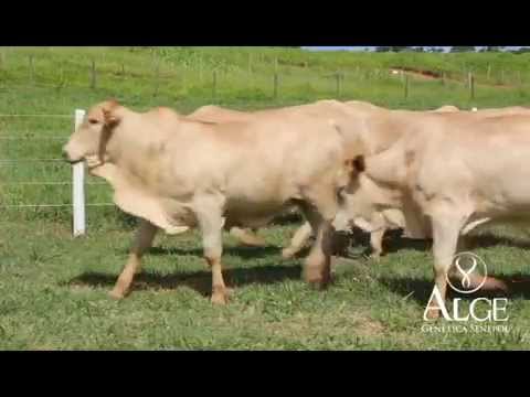 F1-Bezerros Senepol - YouTube