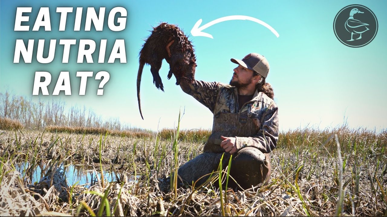 Hunting and EATING Invasive NUTRIA RATS! || Are Nutrias Good to Eat ...