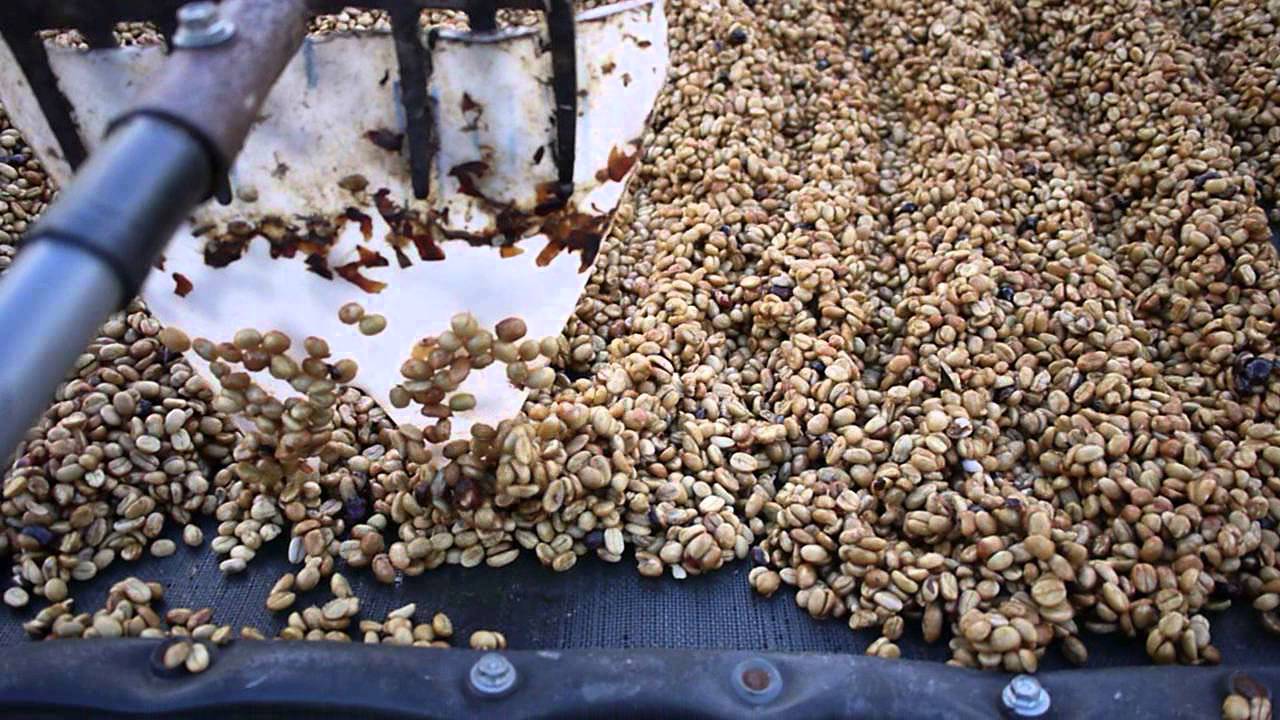 Moving coffee beans drying on an African bed - YouTube