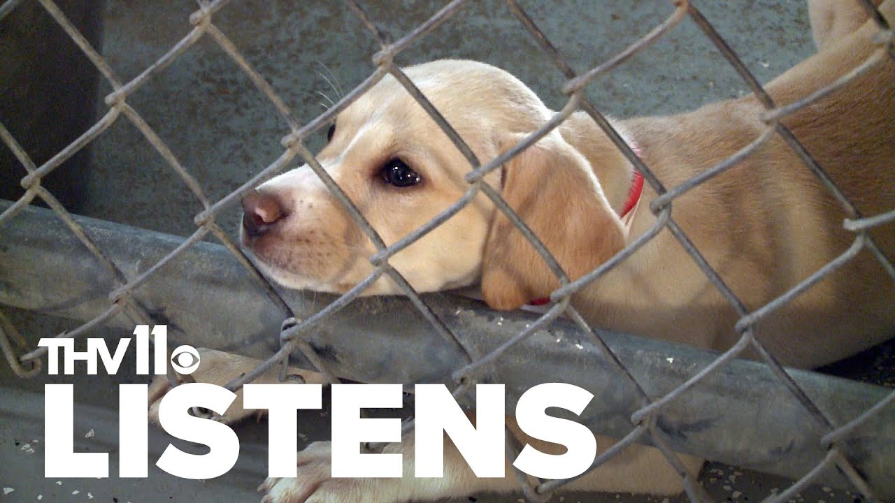 The overpopulation of stray dogs in rural Arkansas towns - YouTube