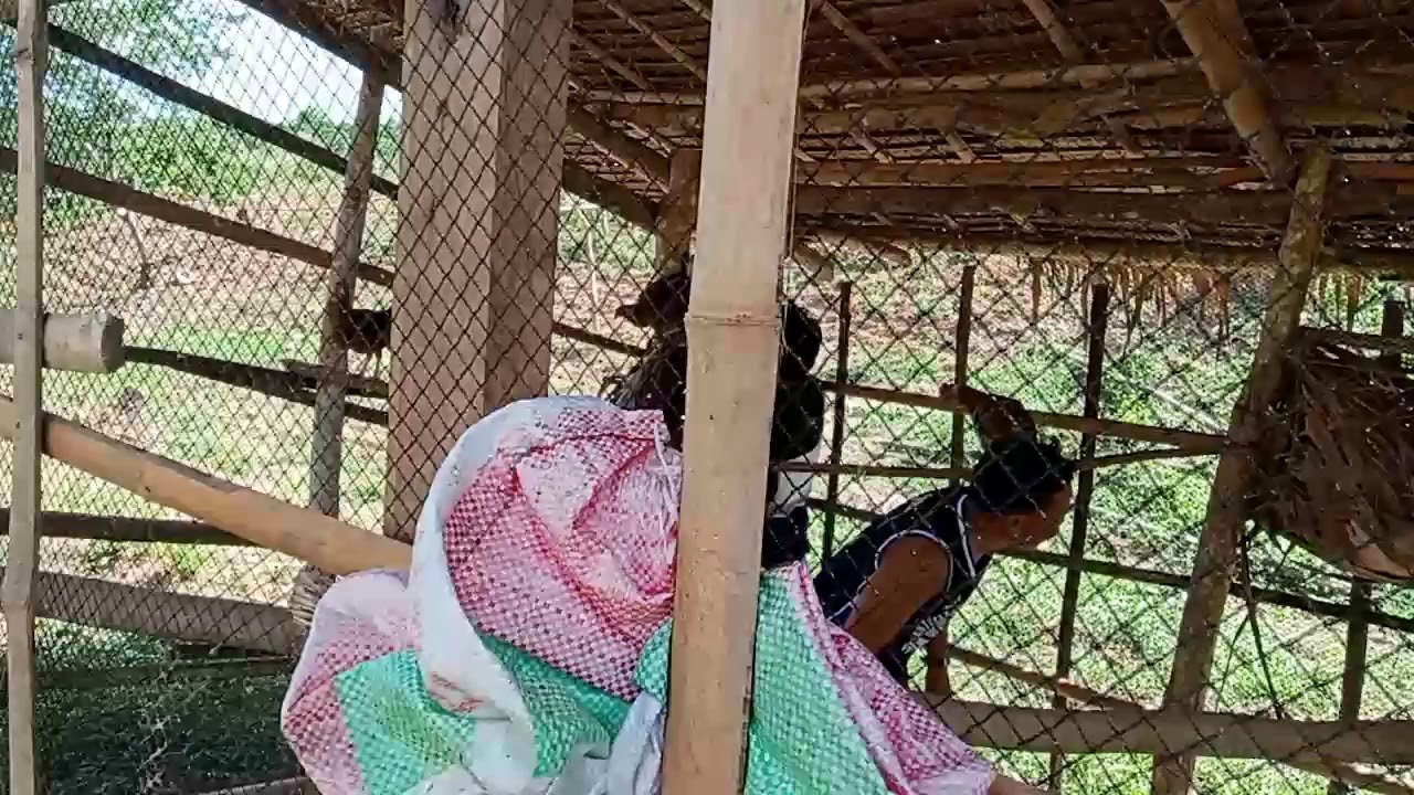 Native chicken have laid eggs - YouTube