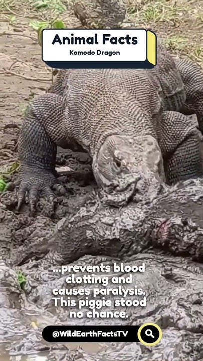 The Komodo Dragon Bite - YouTube