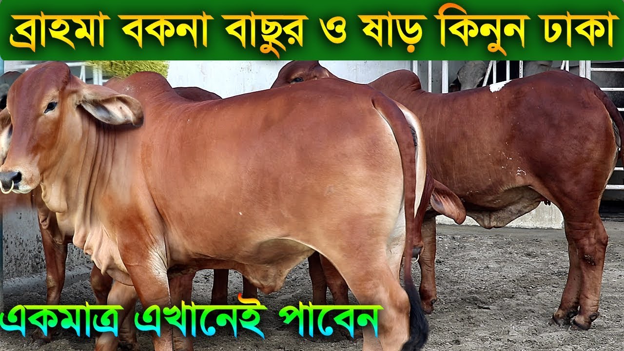 একমাত্র এখানেই পাবেন ব্রাহমা বকনা বাছুর গাভী ও ষাড় দাম সহ দেখুন brahma ...