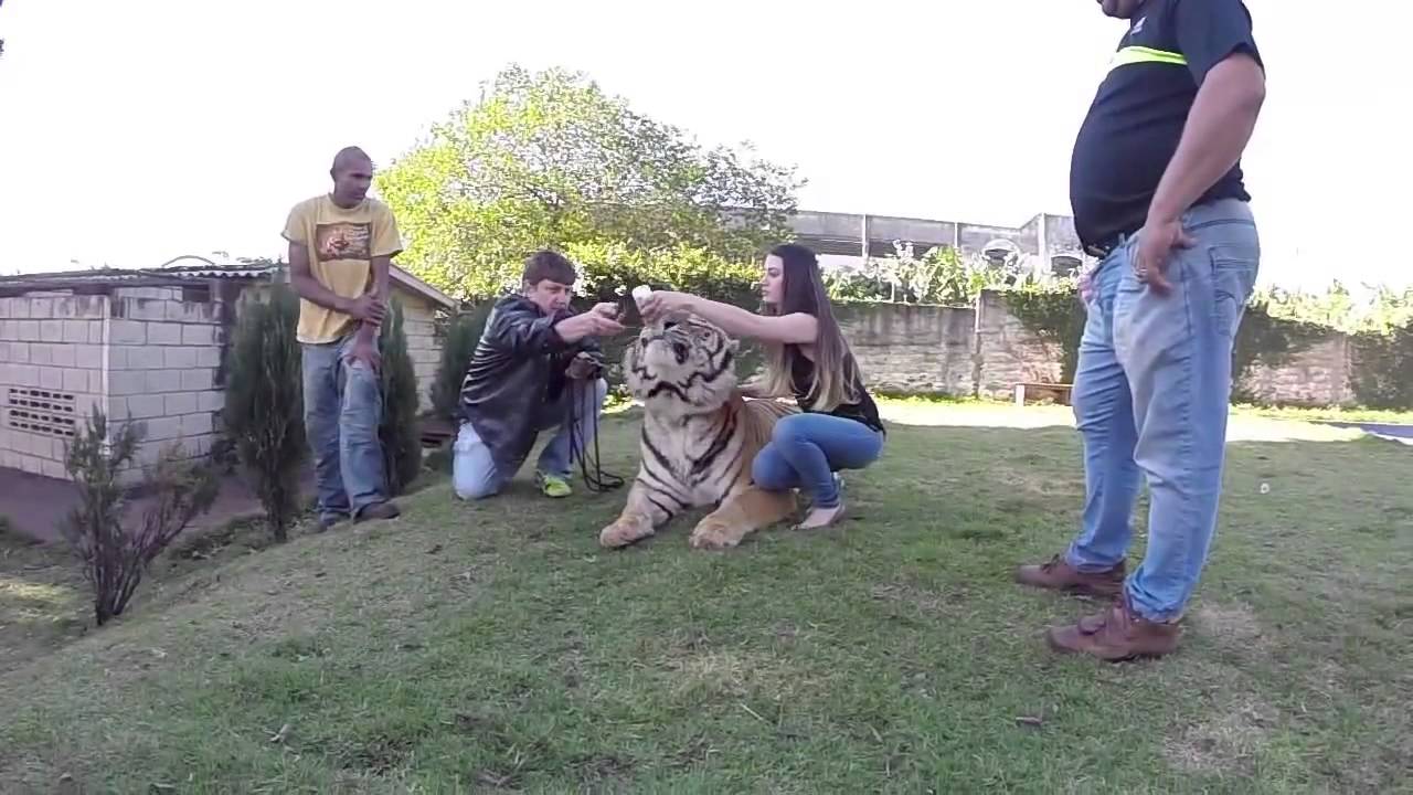 Taking pictures with tiger Brazil - Tirando fotos com um tigre no ...