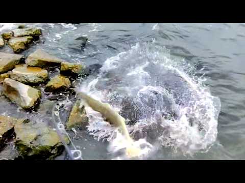 Alligator Gar ! Bank Fishing Hwy 11 at Irish Bayou - YouTube