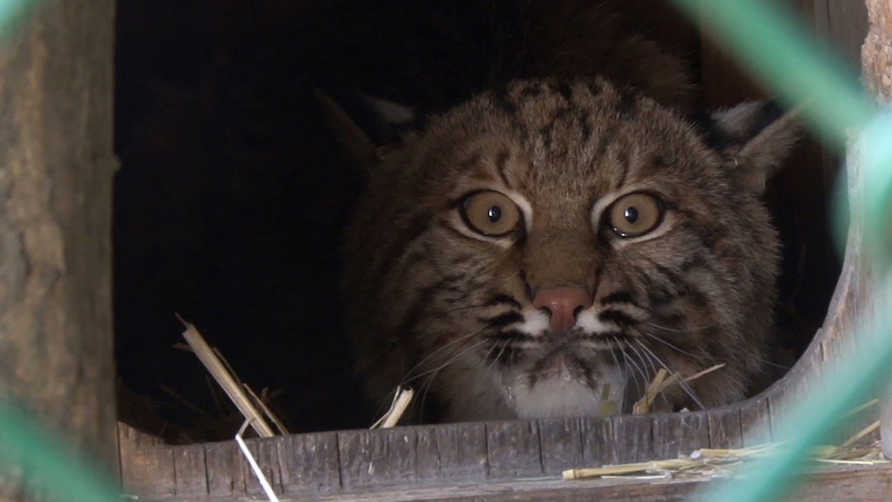 An injured bobcat's remarkable recovery - YouTube