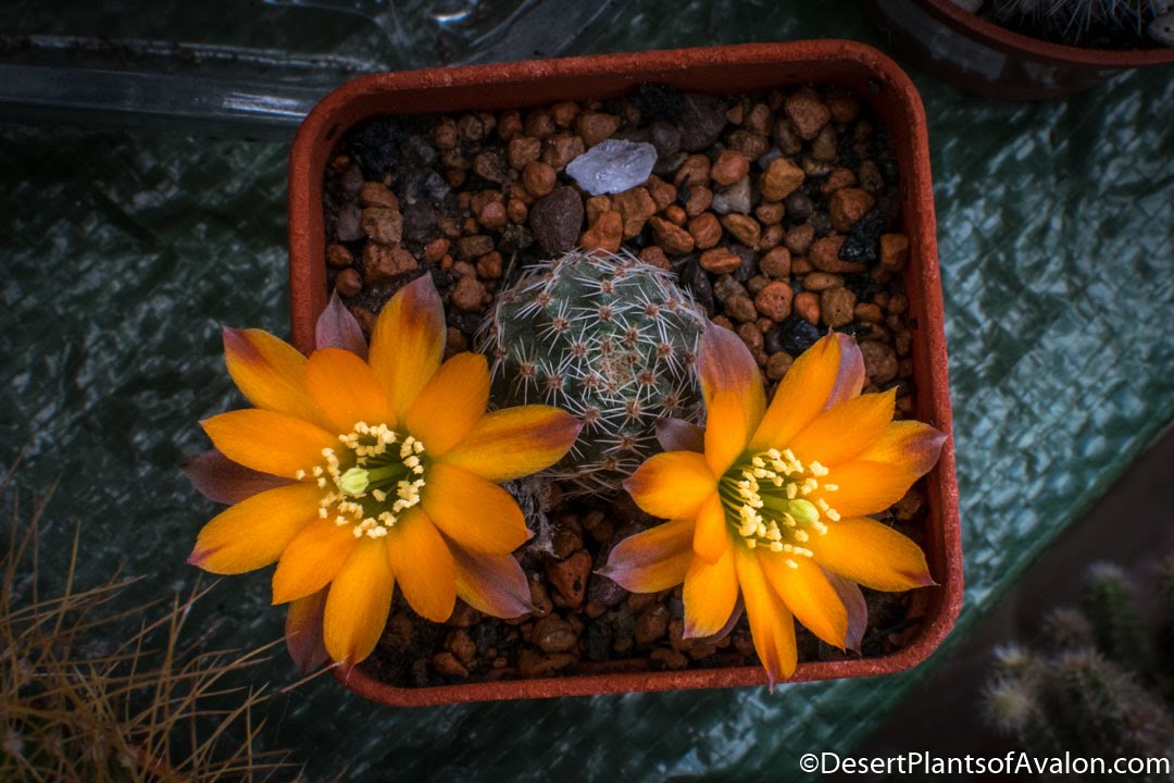 My Rebutia pygmaea Cactus plant in twin bloom - YouTube