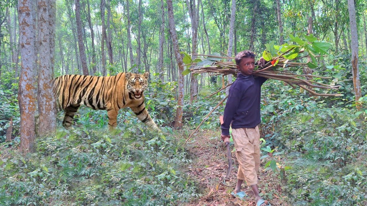 tiger attack man in the forest | tiger attack in jungle, royal bengal tiger attack - YouTube