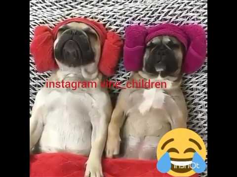 Olmusug mesti xumar yene gozletimiz axir