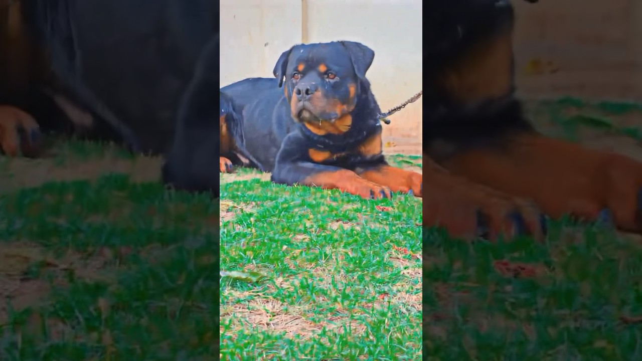 Beautiful Rottweiler with heavy Bone structure ♥️ #shorts # ...