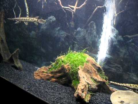 Gar tank with Albino lung fish - YouTube