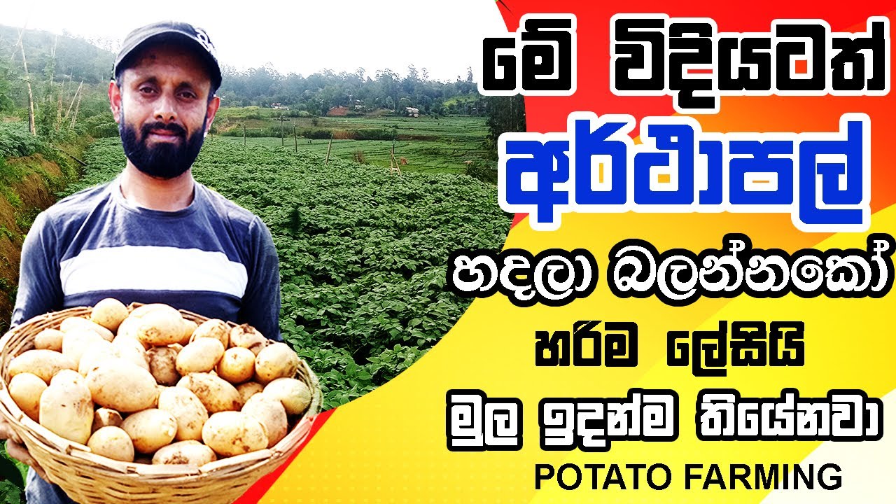 අර්ථාපල් වගාව බීජ රෝපණයේ සිට අස්වැන්න ලබා ගන්නා තෙක් - Potato farming ...