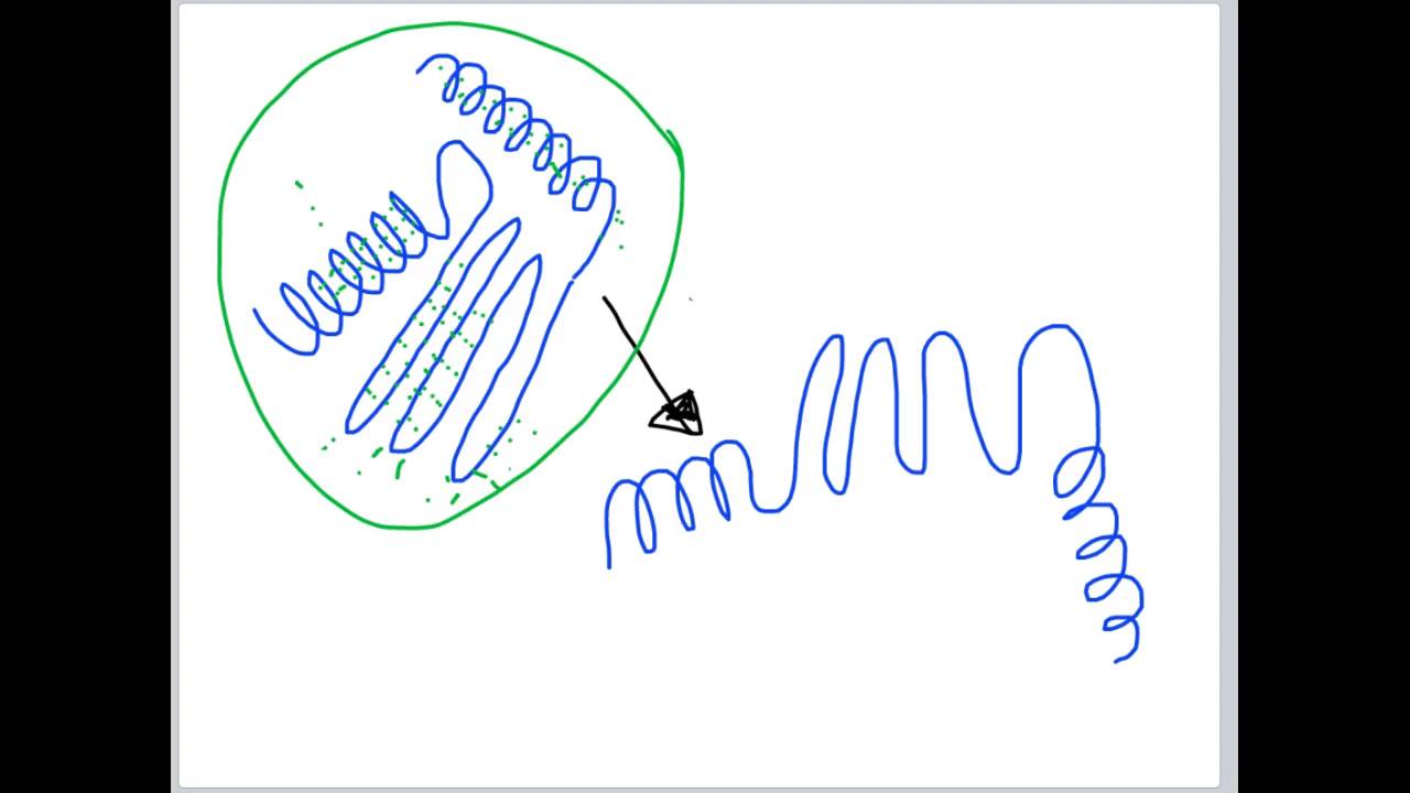 Domains, Motifs and Turns (Lecture 3) - YouTube
