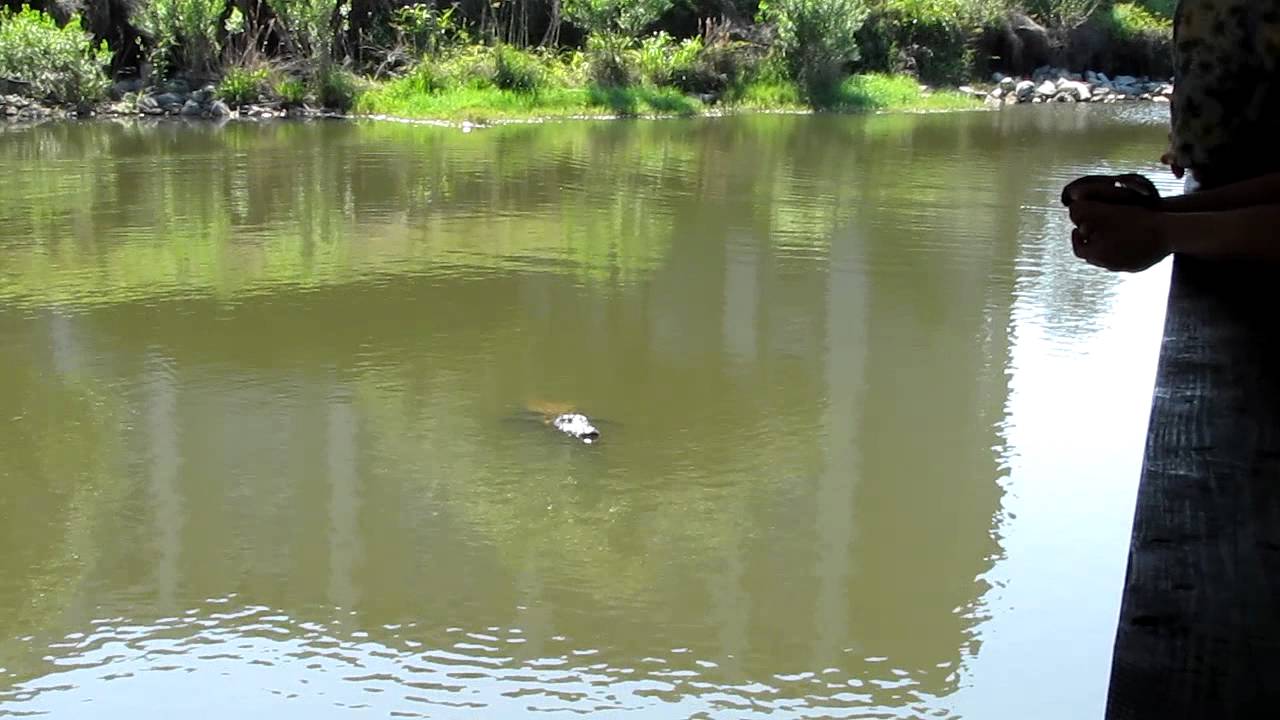 Alligator chasing duck. - YouTube