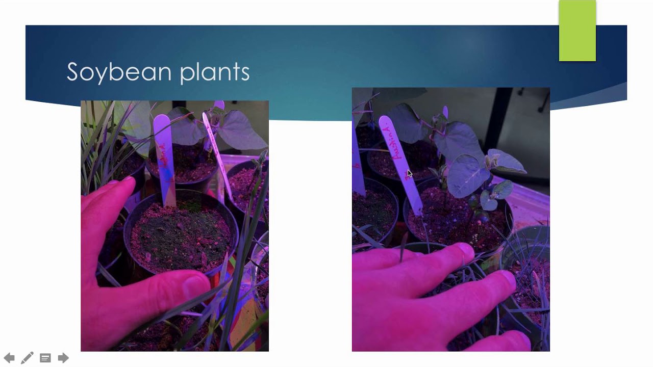 Soybean Experiment Part 2 - YouTube