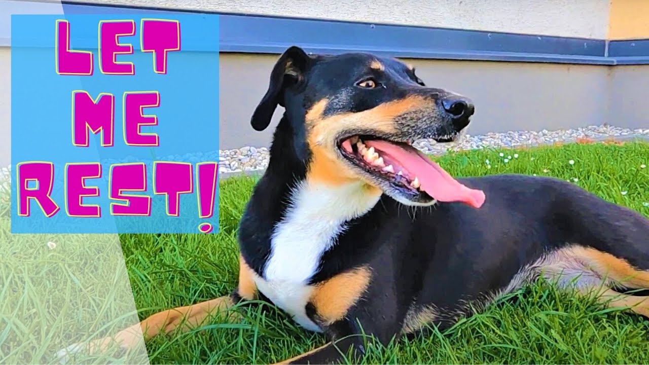 Afternoon Routine Of A Dog | KUKI DOG VLOG - YouTube