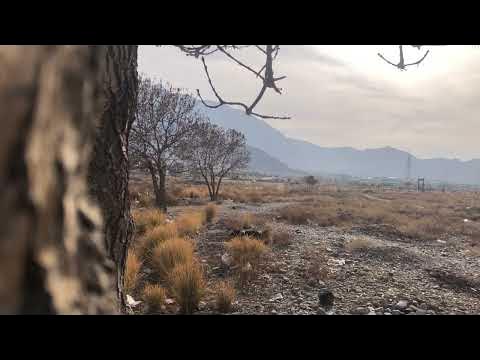 Nices trees look wow greats. Dhx Media. - YouTube