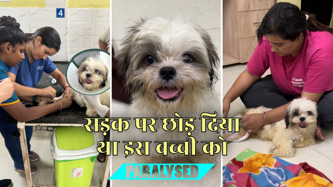 Paralysed Shihtzu abandoned on road | Healing Saathi | Dehradun - YouTube