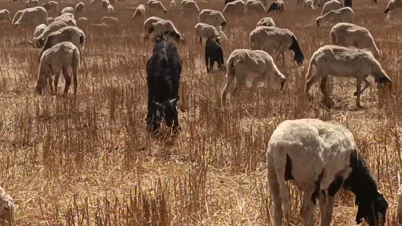The Meeting Went Crazy After The Sheep And Goat Again | Sheep First ...
