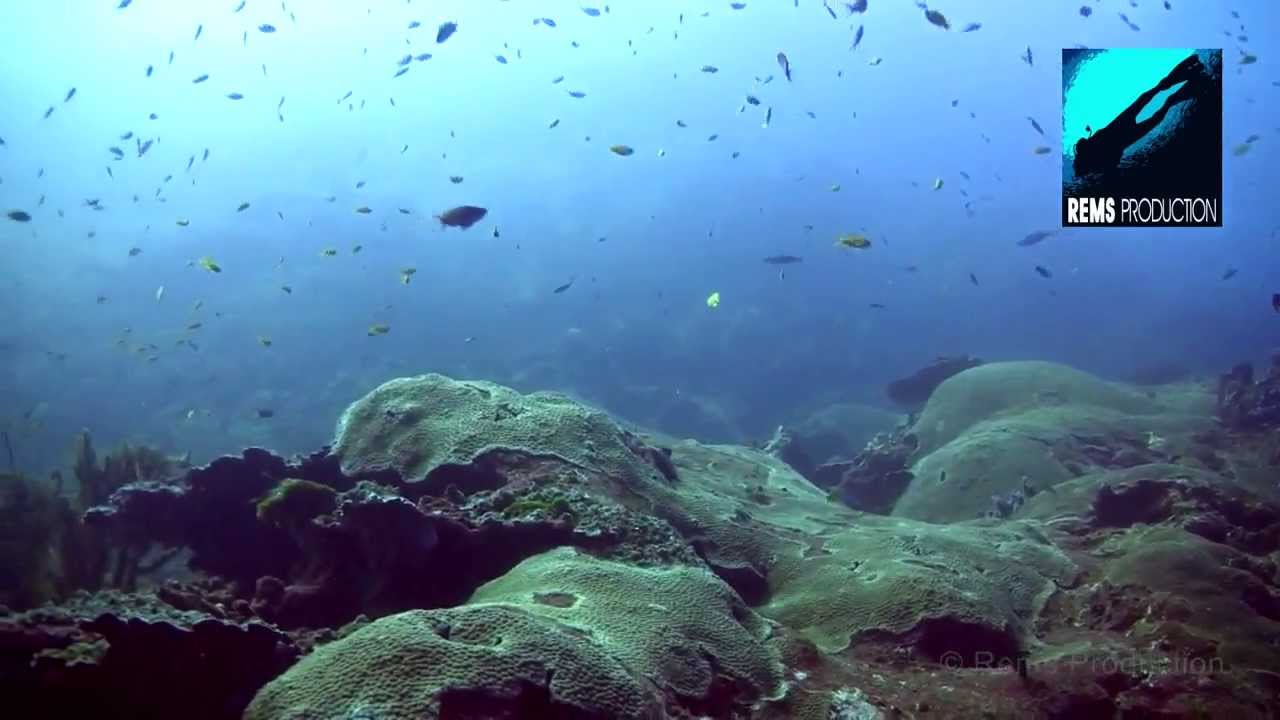 Diving Koh Bon, Similan Islands, Thailand - YouTube