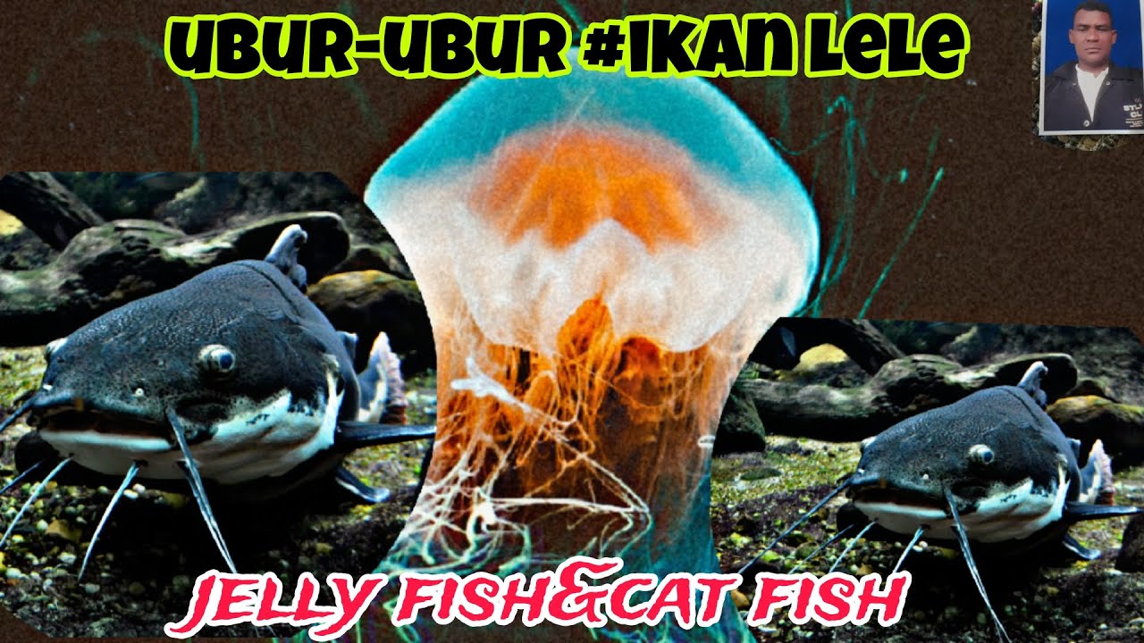 UBUR -UBUR IKAN LELE | JELLY FISH TO CAT FISH#viral#new#tiktok#abg ...