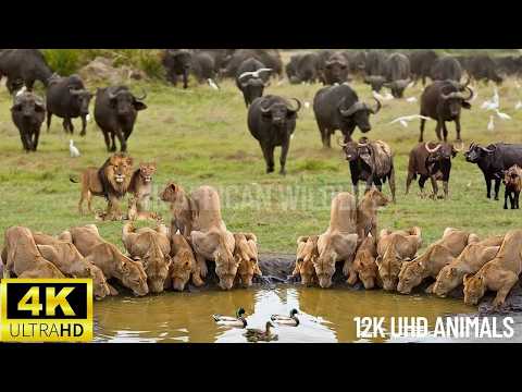 4K Afrika Yaban Hayatı: Vahşi Hayvanların Muhteşem Anlarını 4K Netlikte Deneyimleyin!