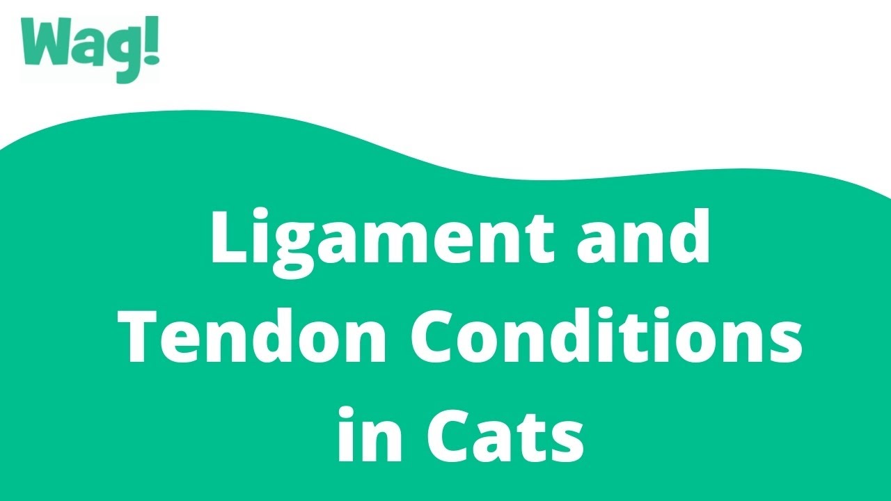 Ligament and Tendon Conditions in Cats | Wag! - YouTube