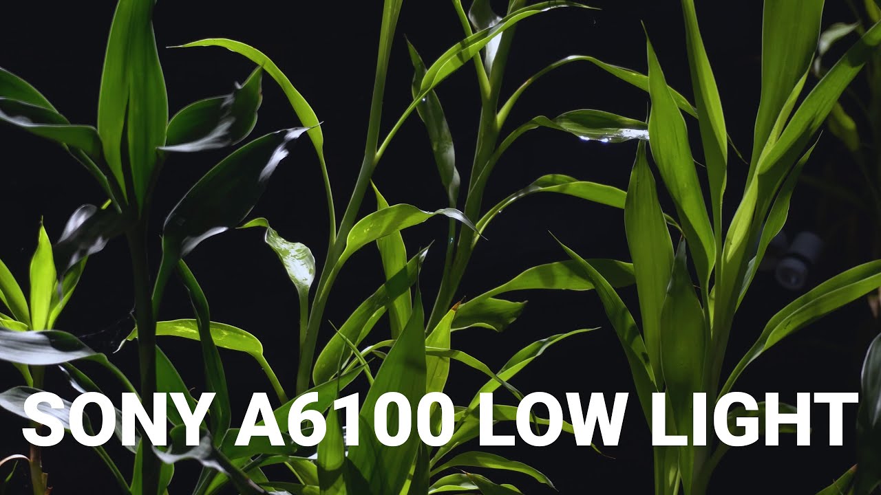 Sony Alpha a6100 Low Light Video Test - YouTube