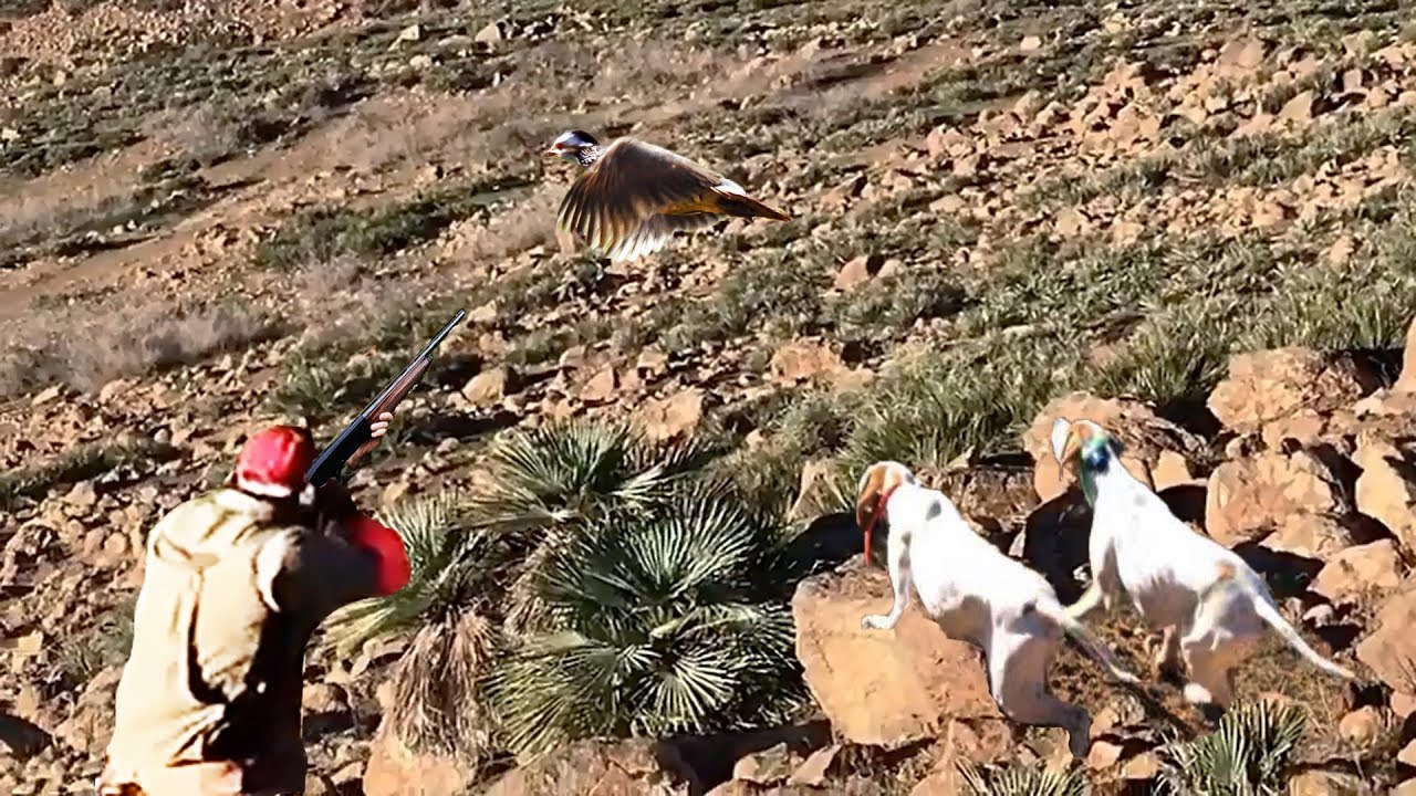 Chasse Perdrix avec des Chiens Champion , Hunting partridge - 2018 ...