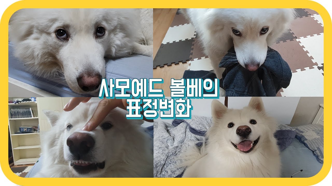 대형견 사모예드의 다양한 표정모음 I Compilations of samoyed's face looks - YouTube