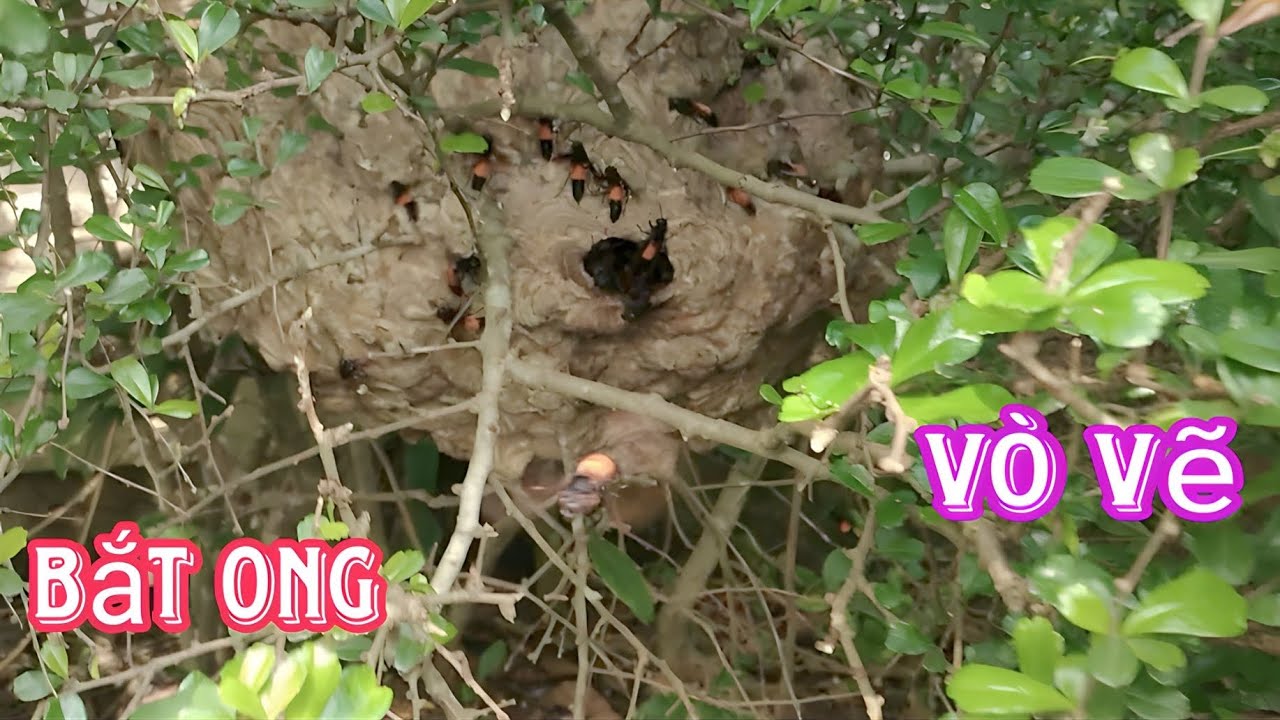 người dân nhờ hoàng bắt 2 tổ ong vò vẽ khổng lồ ong này nguy hiểm cho ...