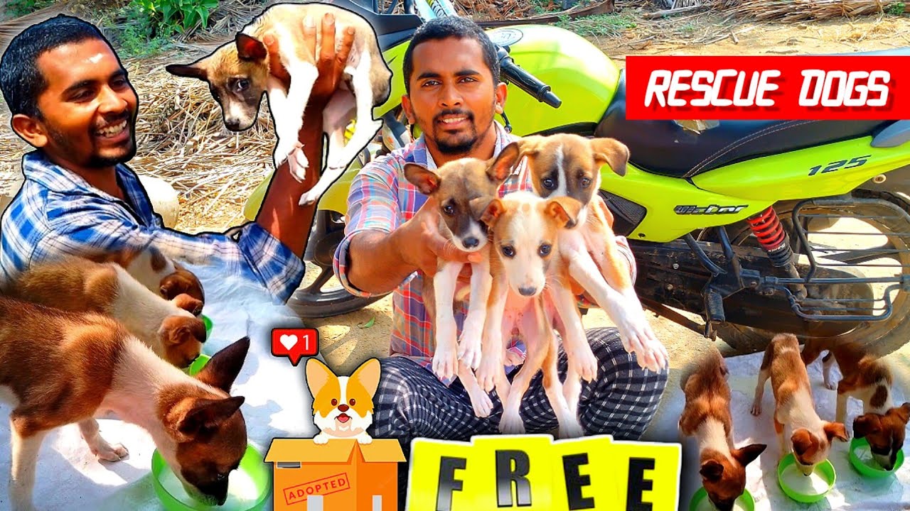 3 உயிர்களை காப்பாற்றினேன் | RESCUE DOGS IN TAMIL | Nee Eppo Vara Pora ...