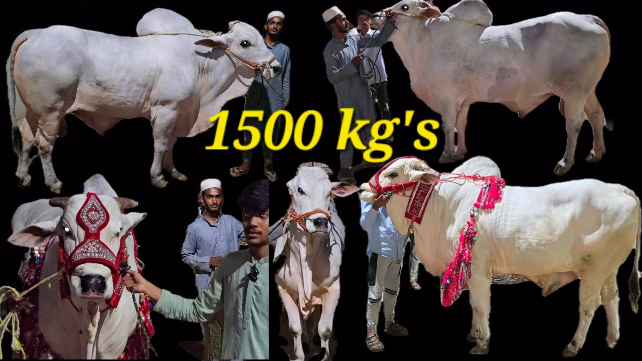 Biggest Ongole bull's available in Hyderabad | Top quality ongole bull ...
