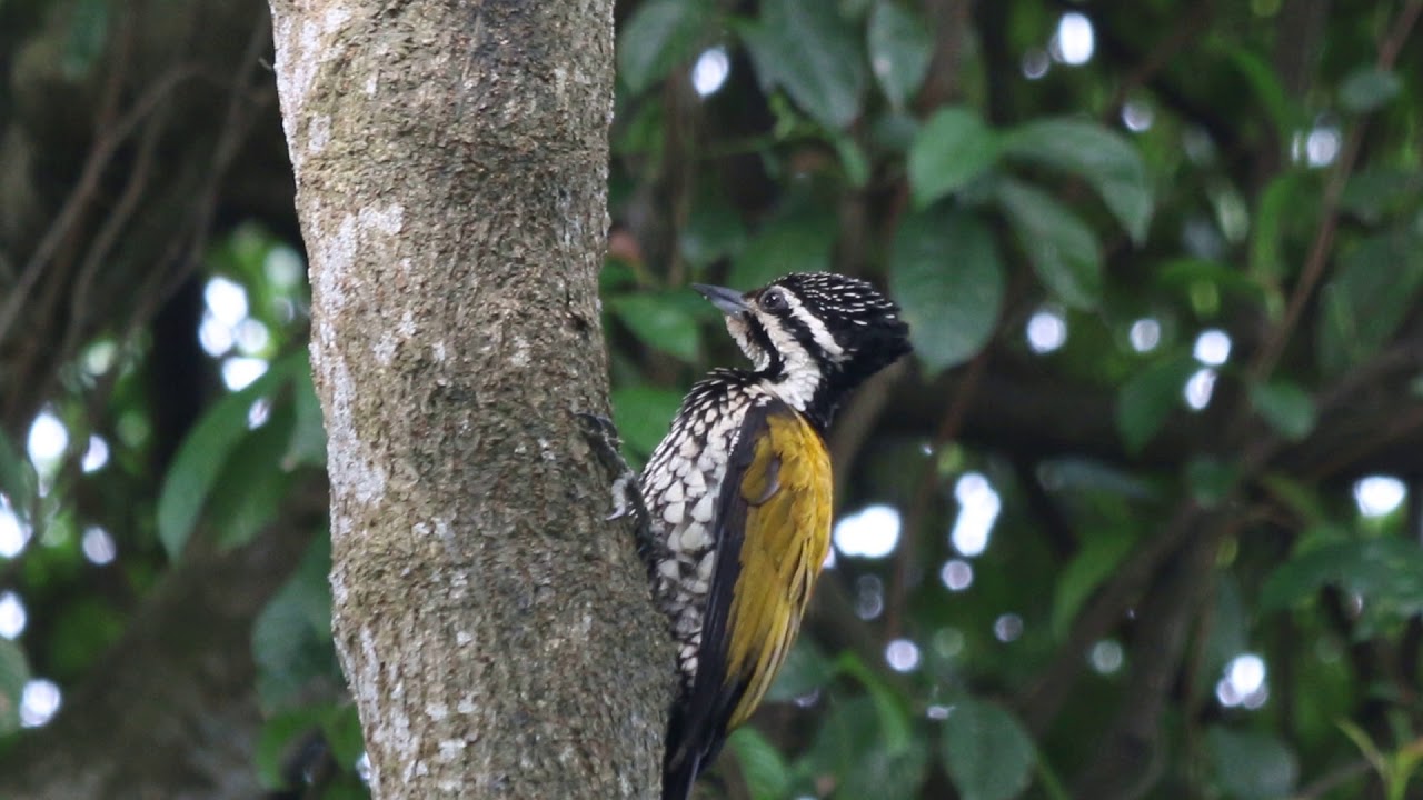 26 Jan 2018 - Common Flameback Woodpecker (Female) - YouTube