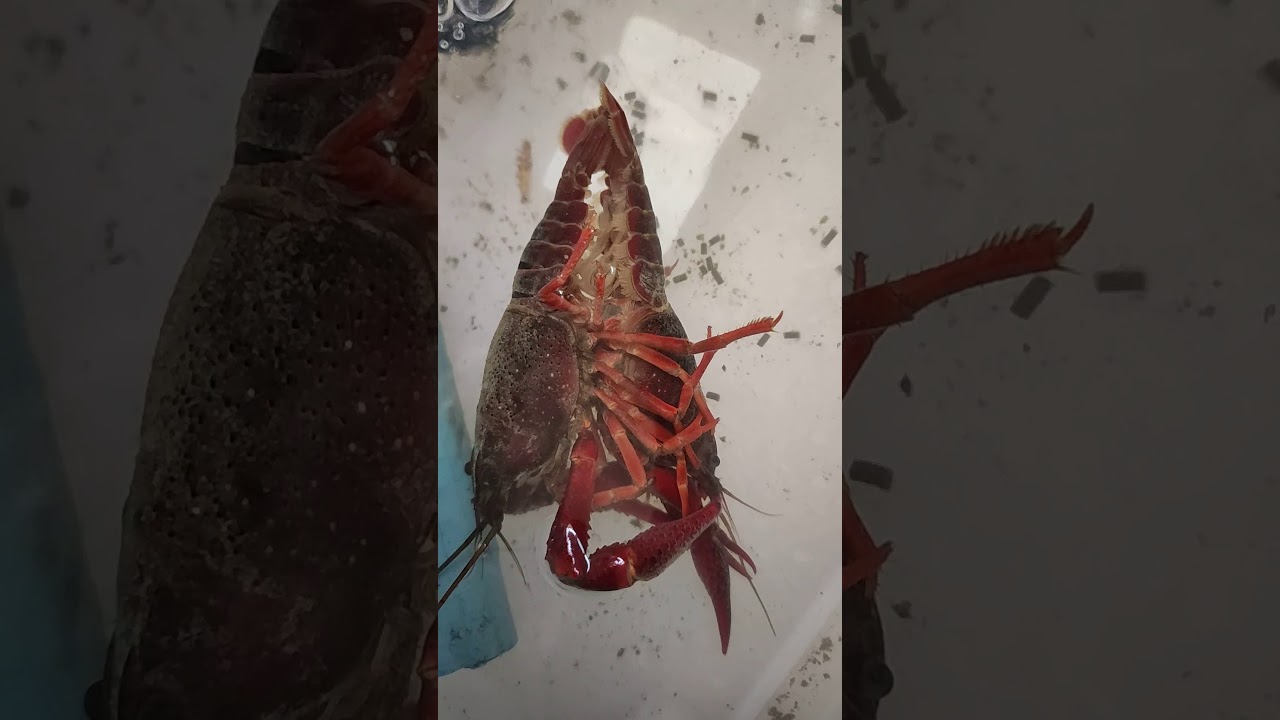 Procambarus Clarkii • Mating Crayfish • Thailand Farm - YouTube