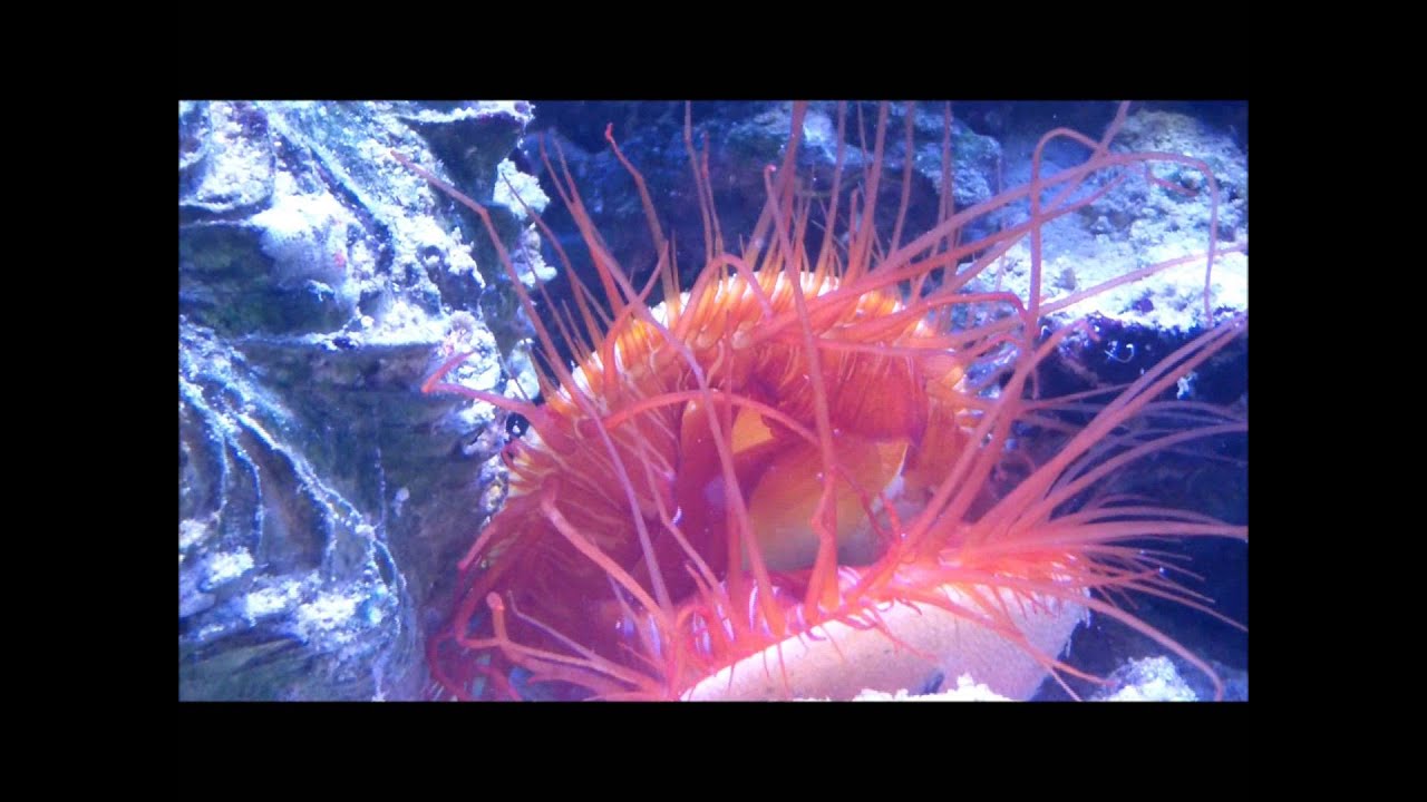 Flammenmuschel,Lima scabra - YouTube