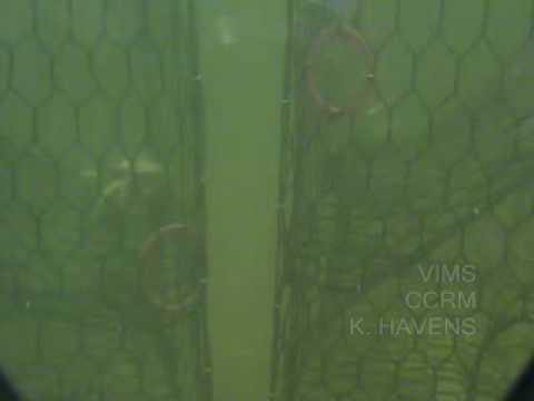 Cull Ring allows small crabs to escape crab pot - YouTube