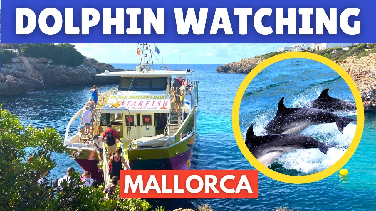 Dolphin Watching Mallorca (Majorca): Cala D’Or, Spain, August 2021 ...