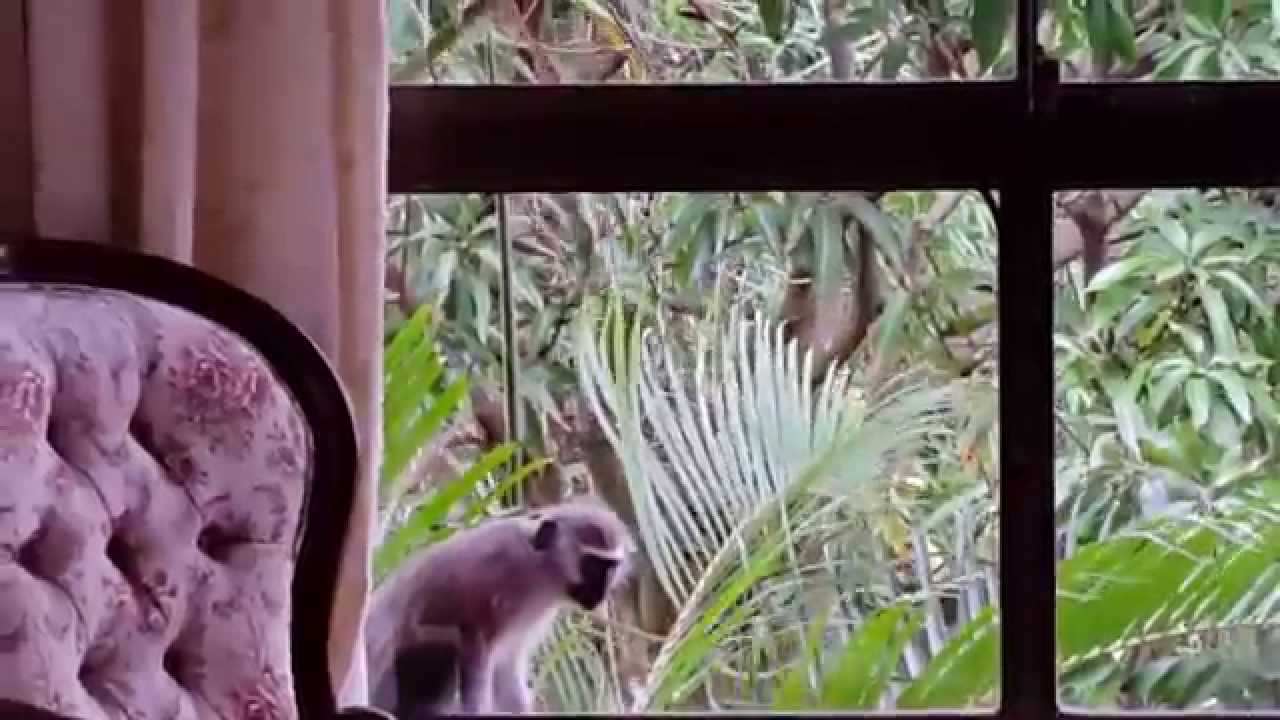 monkey window washer - YouTube