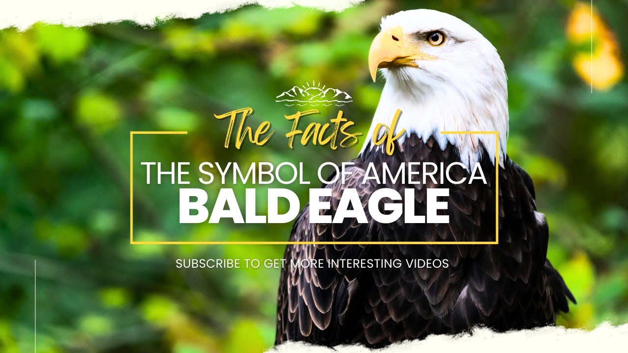 Discover the Majestic Bald Eagle Facts, Behavior, and Symbolism - YouTube