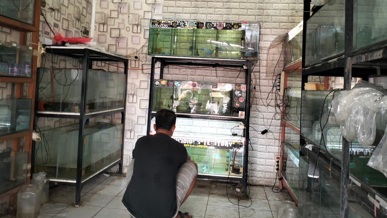 LAPAK IKAN HIAS WNC BANG IWENG PASAR IKAN HIAS PARUNG BOGOR - YouTube