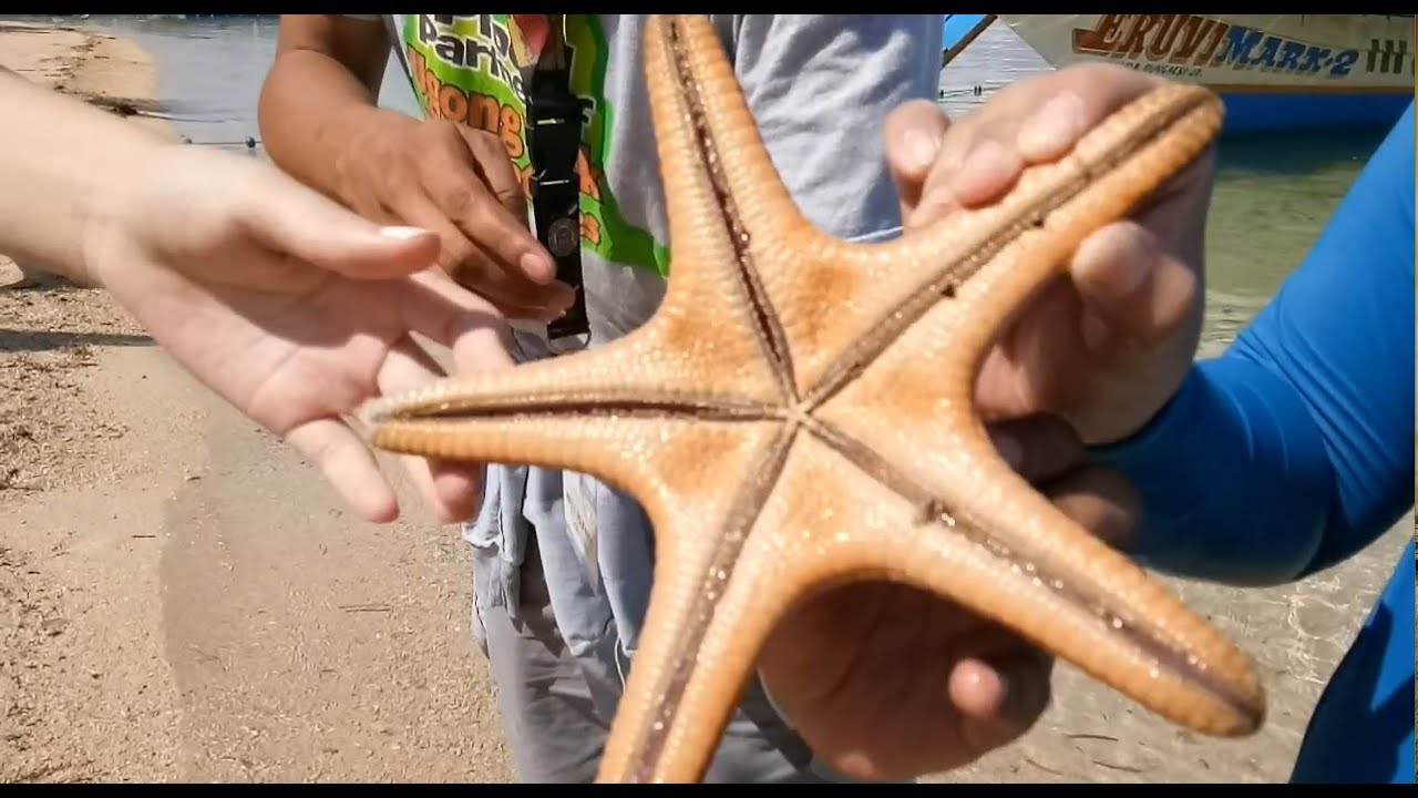 Big Armored Starfish Surprise on Starfish Island! | Puerto Princesa ...