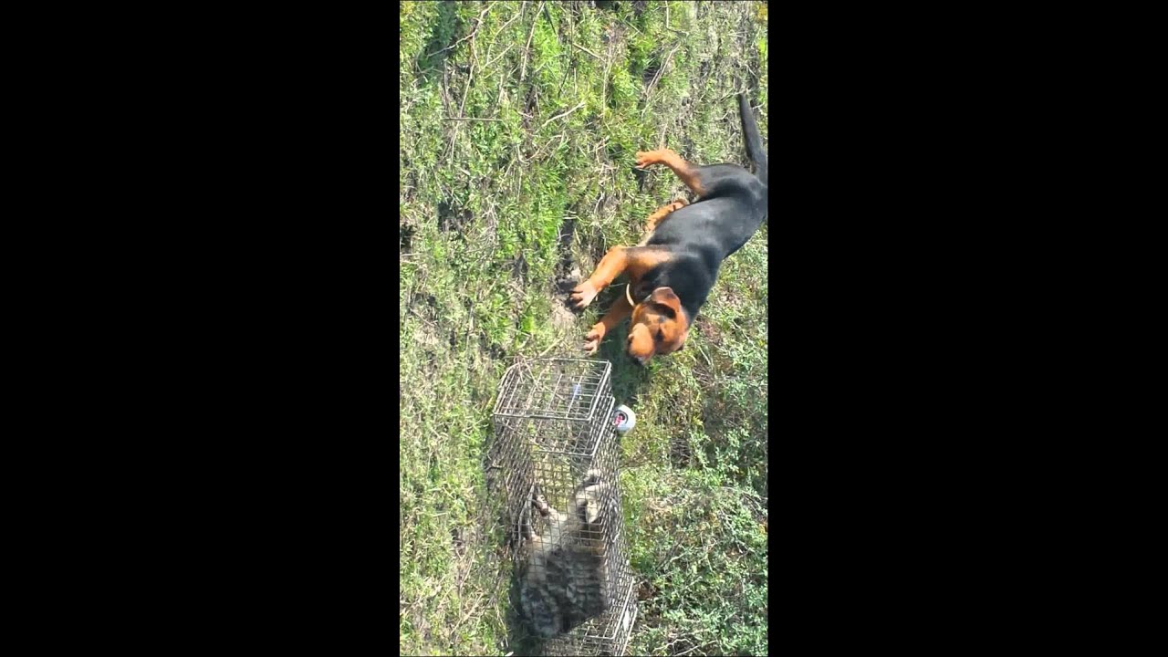 Raccoon vs dog - YouTube