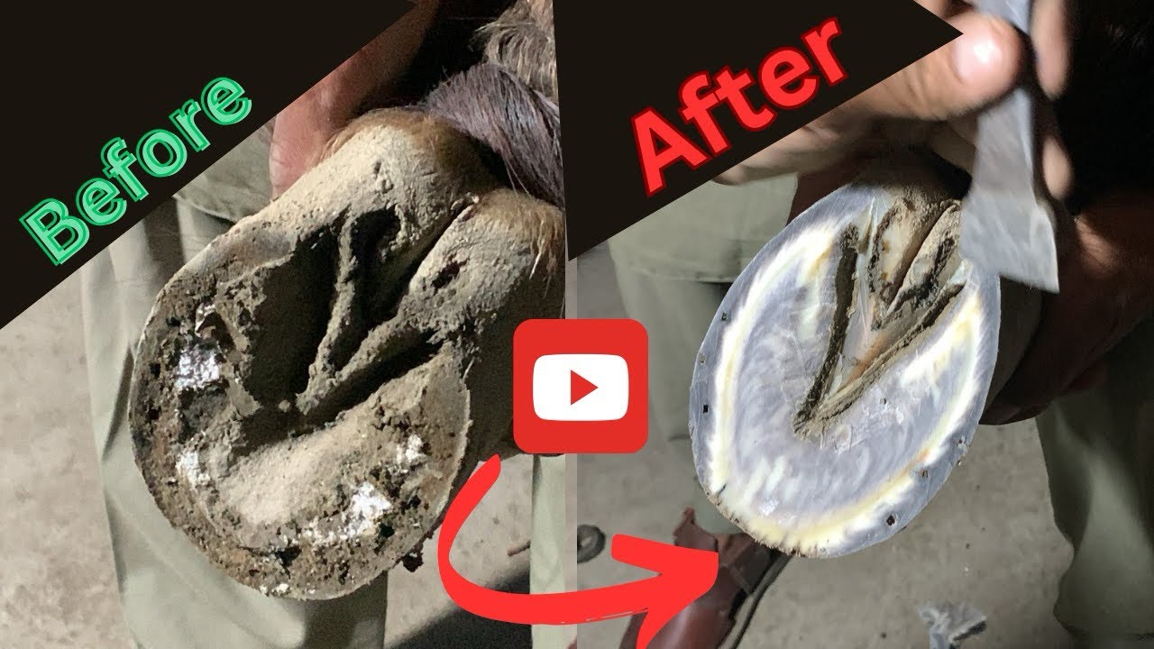Amazing work art and skills || horse hoof || horse shoes fitting ...